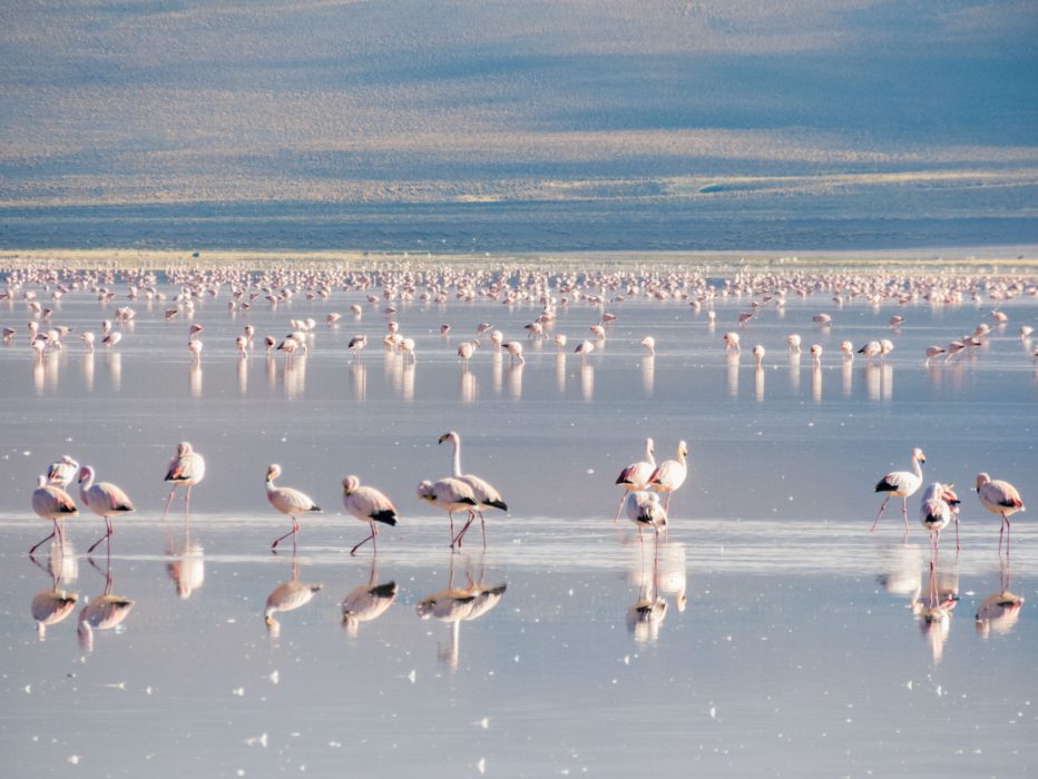 Salar de Uyuni_flamingos - EU VIAJEI